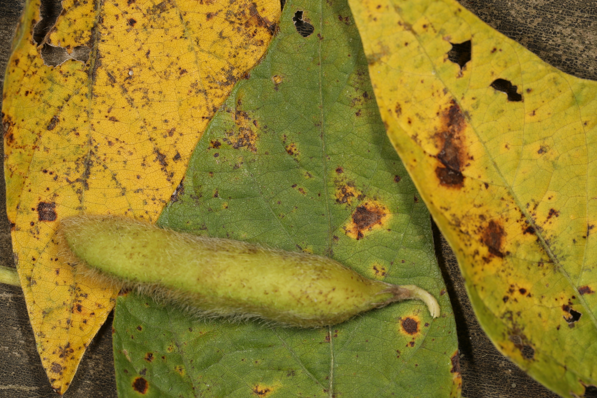 Cercospora sojina Hara