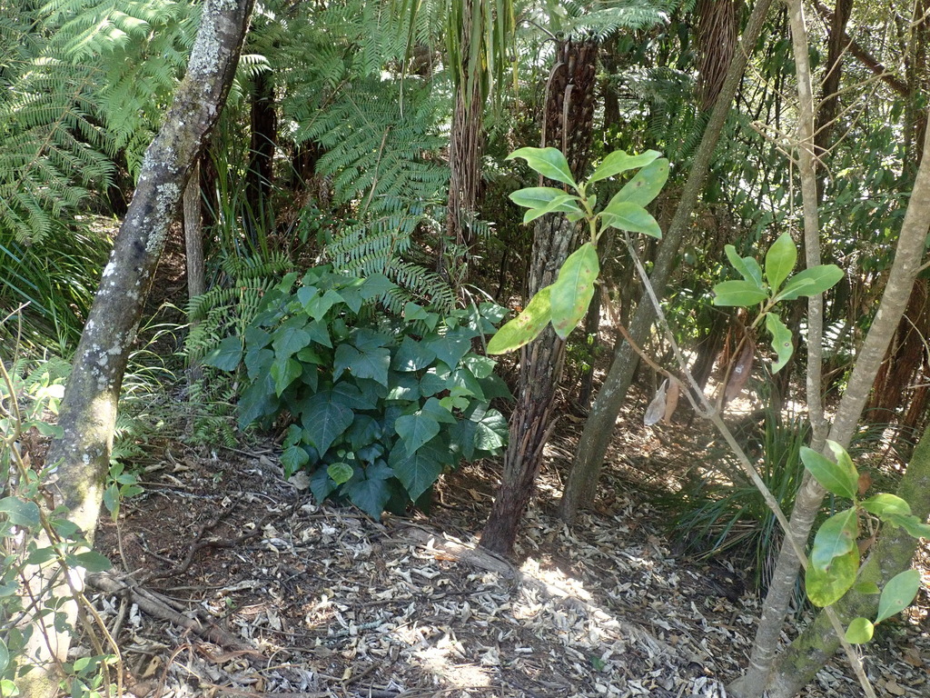 coral tree from GGCHFCANMAR Gahnia Grove, Eskdale Forest on March 08 ...