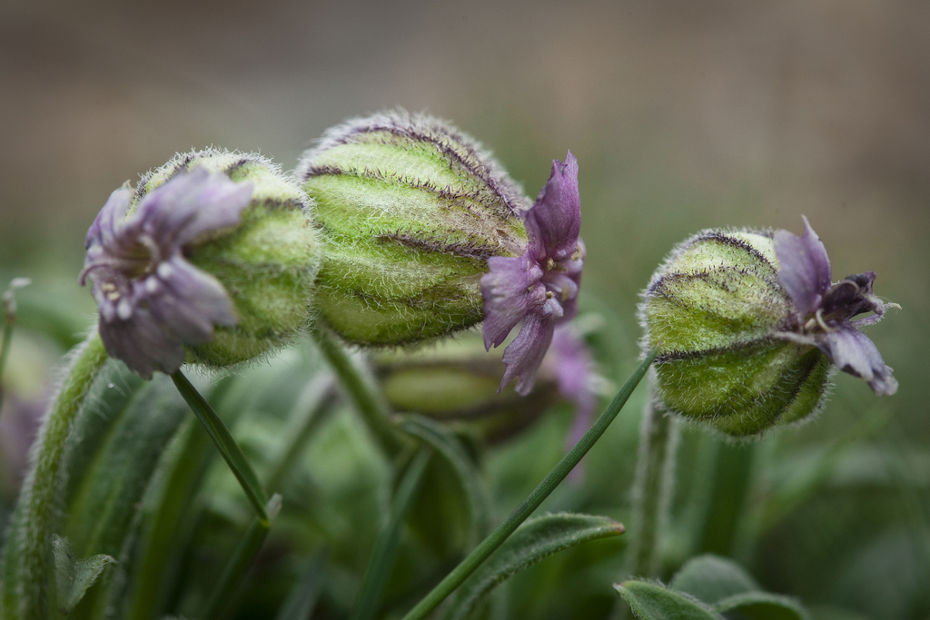 Apetalous Catchfly (Rocky Mountain Wildflowers) · iNaturalist
