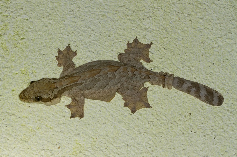 Kuhl's Flying Gecko from Fraser's Hill, Pahang, Malaysia on June 8 ...
