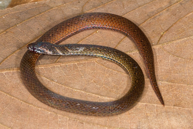 Chan-ard Mountain Reed Snake from Fraser's Hill, Pahang, Malaysia on ...