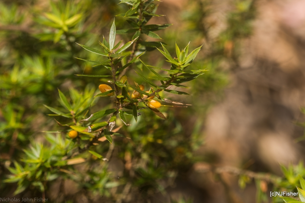 Prickly Beard-heath from Canungra QLD 4275, Australia on October 12 ...