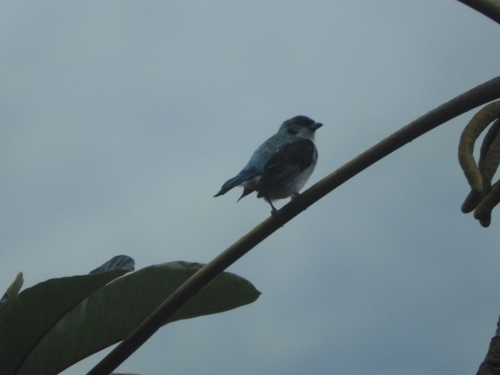 Azure-rumped Tanager from Talquián, Unión Juárez on September 8, 2017 ...
