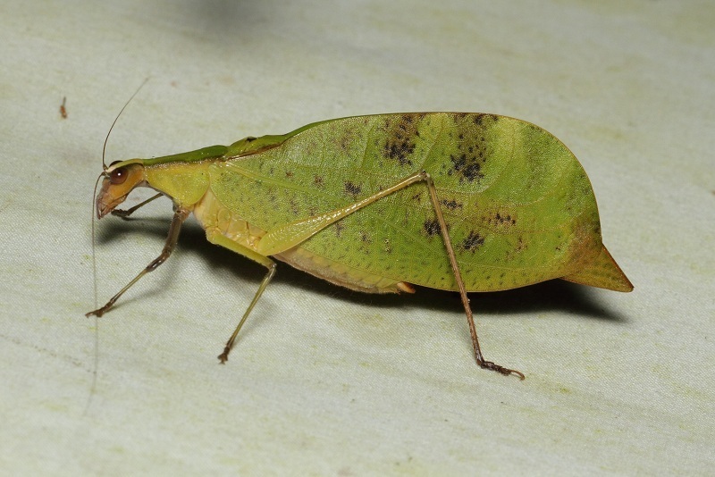 Leptoderes ornatipennis from Fraser's Hill, Pahang, Malaysia on May 10 ...