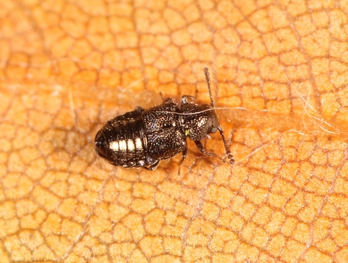 Syntomium aeneum · iNaturalist