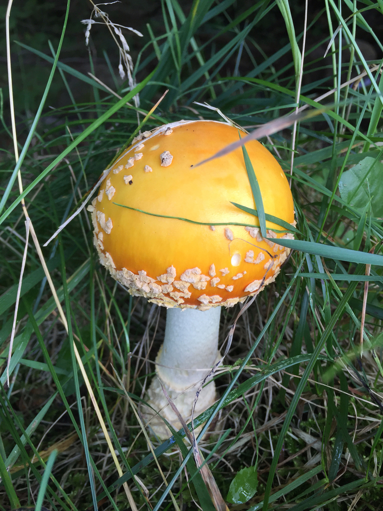 Fly Agaric from Algonquin Provincial Park, , ON, CA on September 07 ...