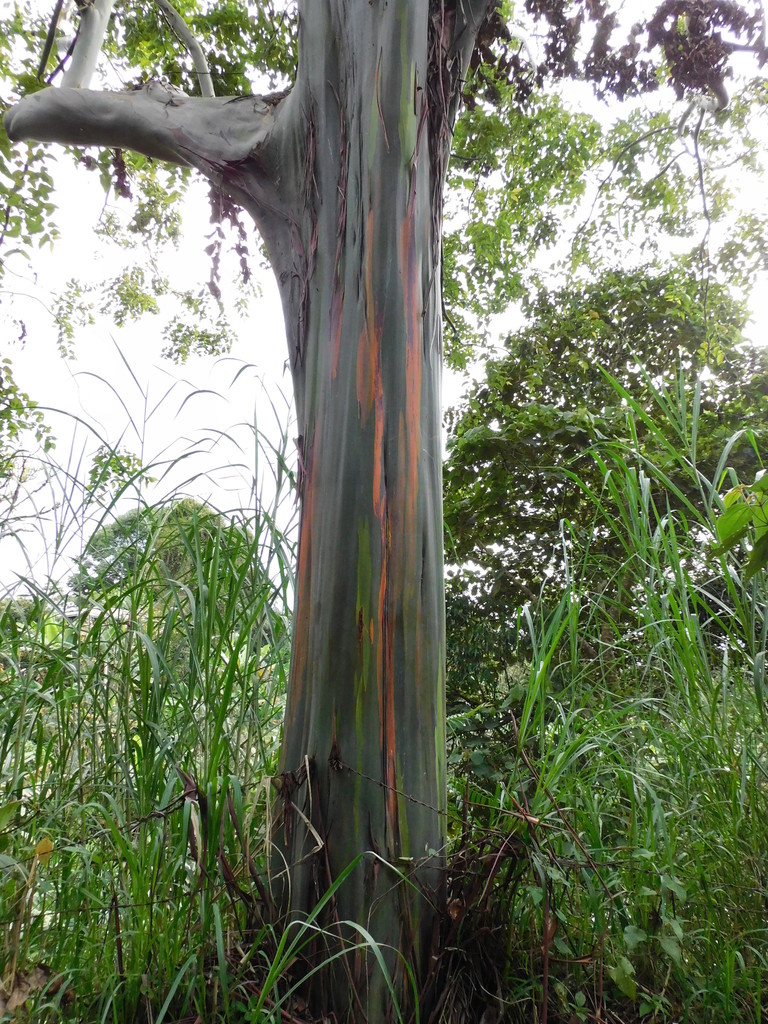Rainbow Gum from Jericó, Antioquia, Colombia on November 3, 2020 at 07: ...