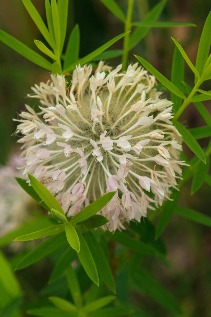 Pimelea spectabilis from Dunsborough WA, Australia on October 31, 2020 ...