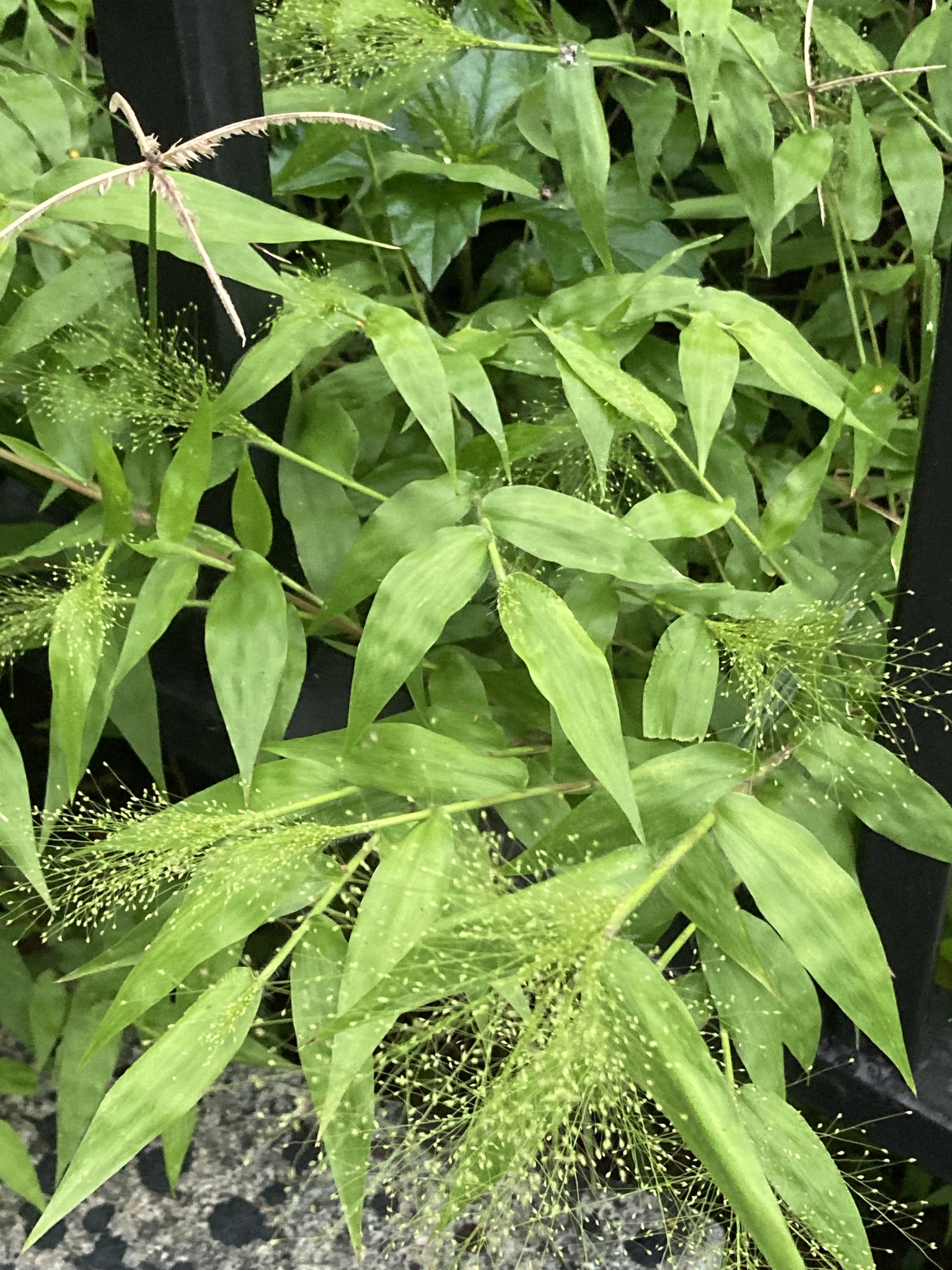 Panicum trichoides Sw.