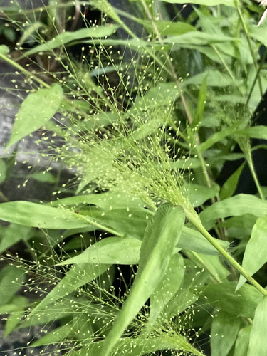 Tropical Panic Grass (Panicum trichoides) · iNaturalist