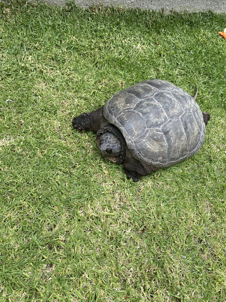 South American Snapping Turtle from S13e, Quito, Pichincha, EC on October 26, 2020 at 07:26 PM ...