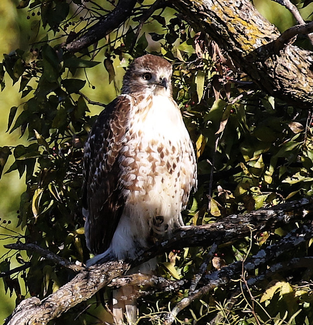 Red-tailed Hawk from Clay County, TX, USA on November 1, 2020 at 10:01 ...