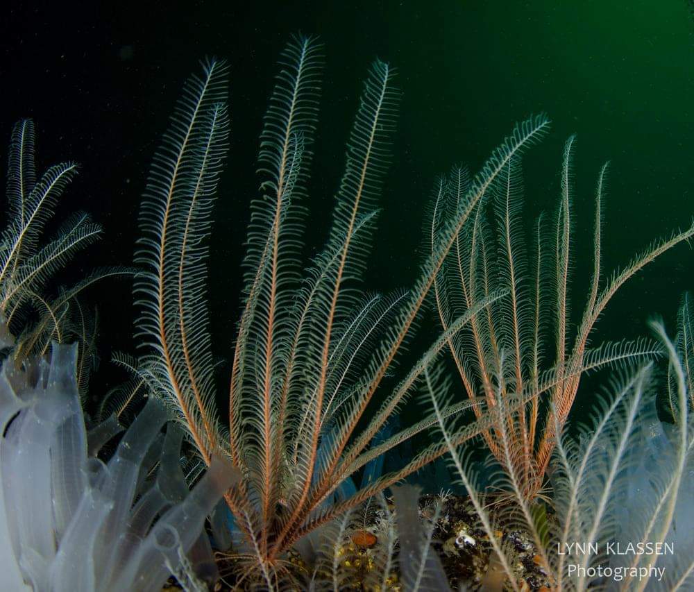 Feather Star Common Name