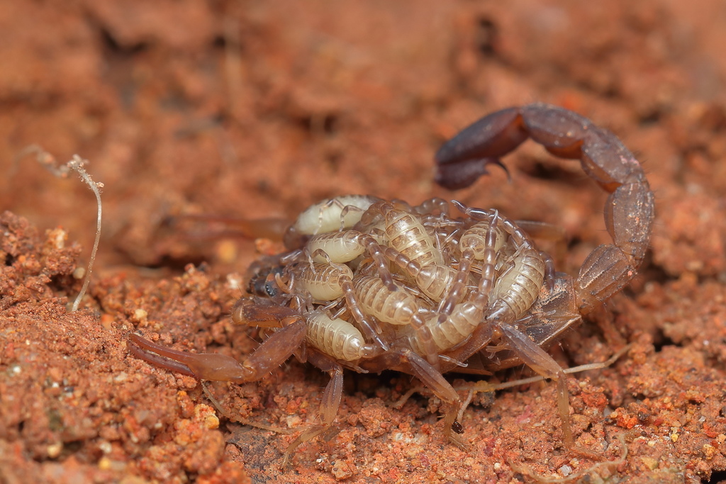 Lychas tricarinatus in October 2020 by harshithjv. Note: Currently this ...