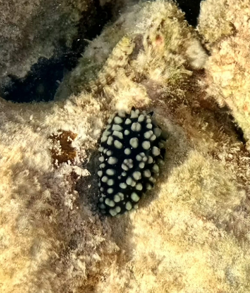 Phyllidiella nigra from Nogas Island on November 23, 2019 by Sarah Mel ...