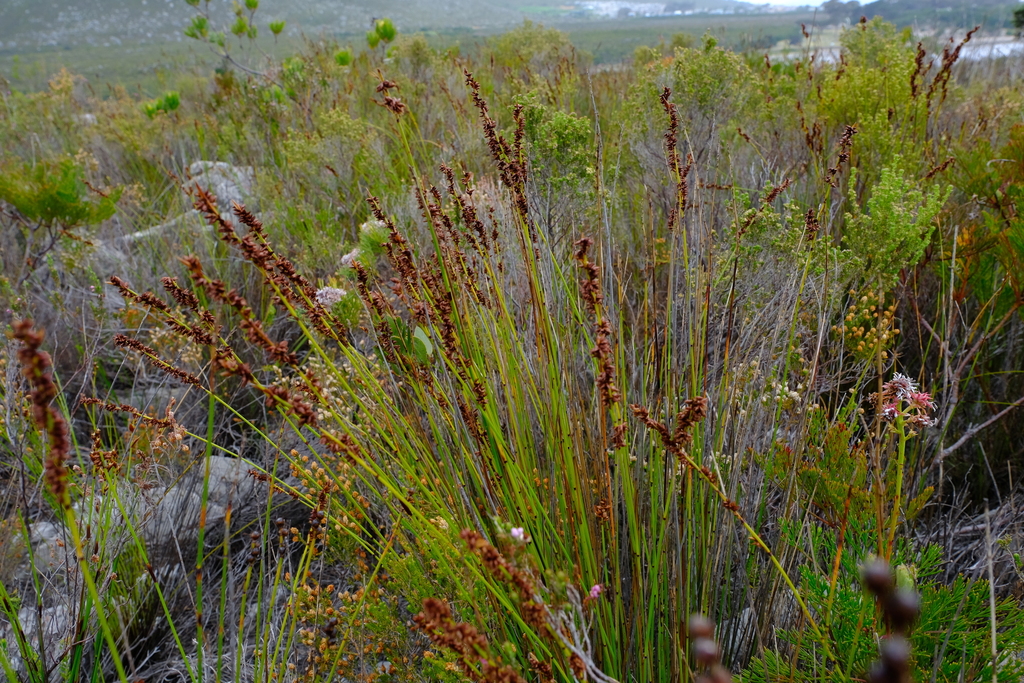 Elegia hookeriana (Restios of the Hottentots Holland ) · iNaturalist
