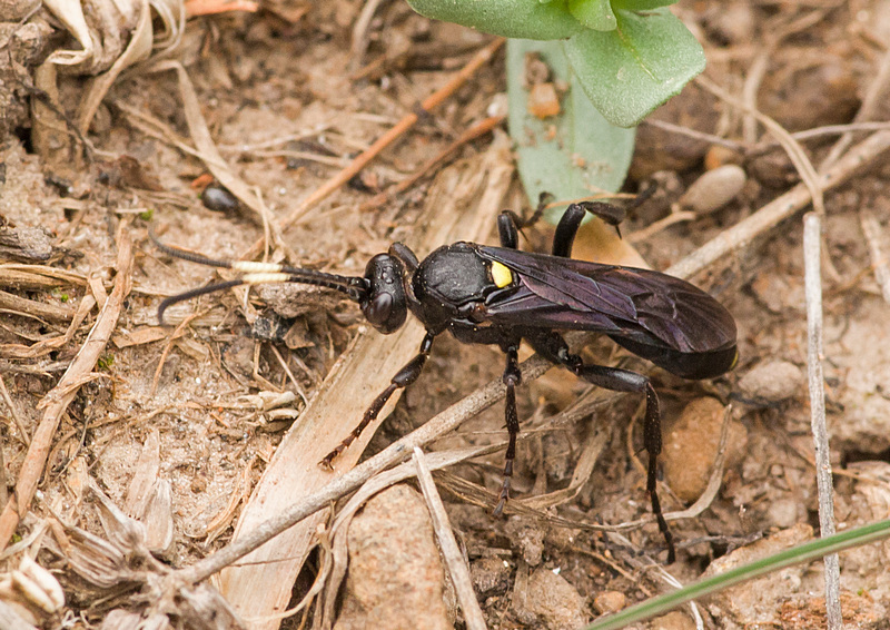 Ichneumonid Wasps from South Sardinia, Italy on September 18, 2018 at ...