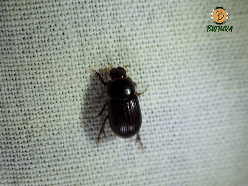 Anomius annamariae · iNaturalist