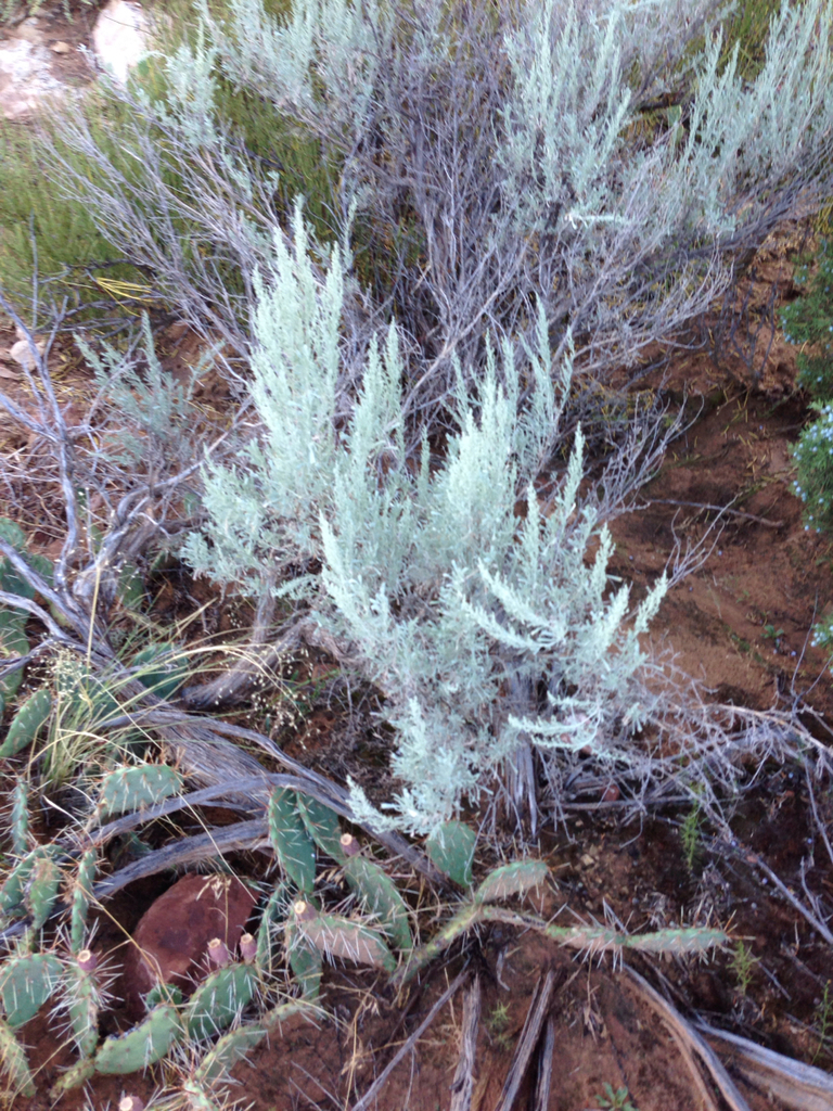 Big Sagebrush from Colorado Natl Mon, Grand Junction, CO, US on August ...