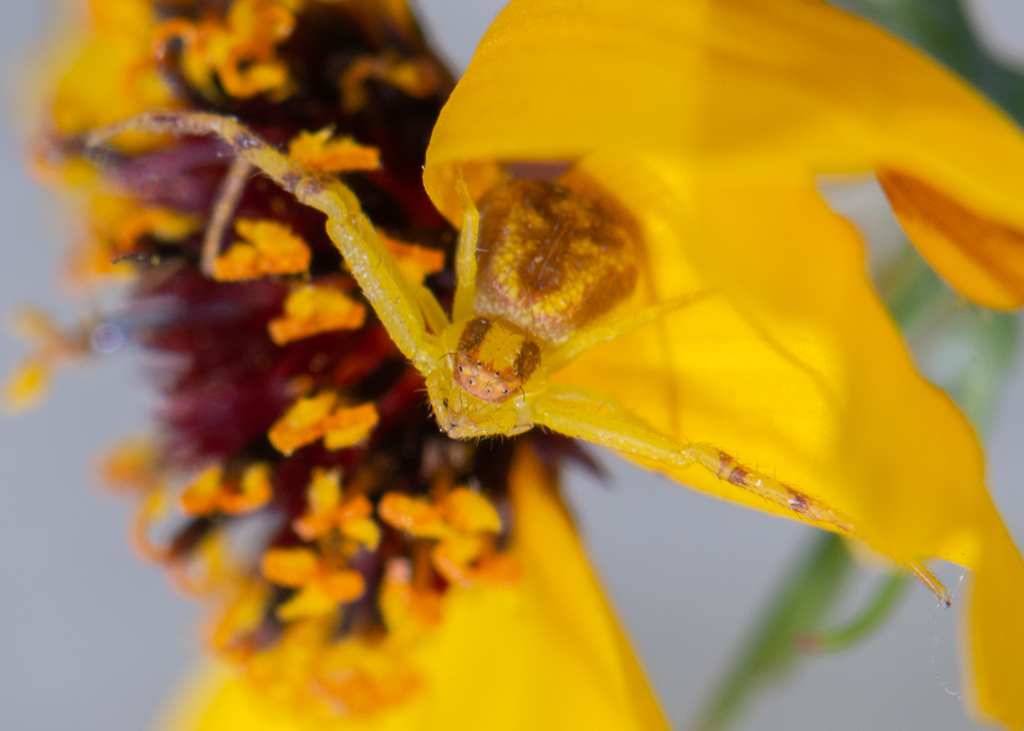 Northern Crab Spider In October 2020 By Tracey Fandre · Inaturalist