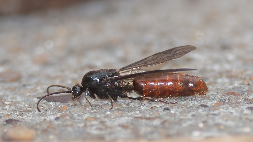 Neivamyrmex Army Ants in November 2020 by Tracey Fandre · iNaturalist