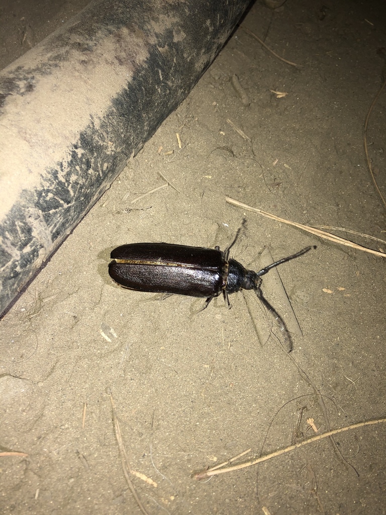 Spined Woodborer from Pi-Pi Valley, Somerset, CA, US on August 20, 2020 ...