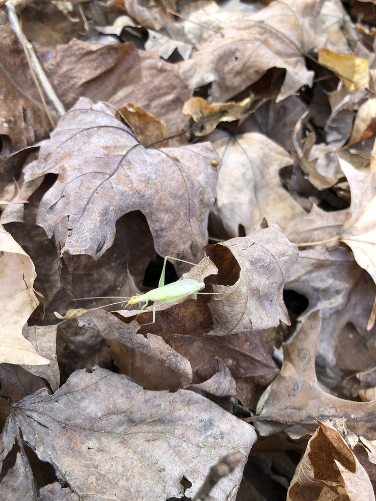 Snowy Tree Cricket from Withrow Nature Preserve, Cincinnati, OH, US on ...