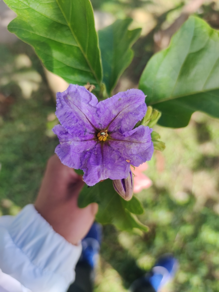 Solanum sycophanta from Unnamed Road, Popayán, Cauca, Colombia on ...