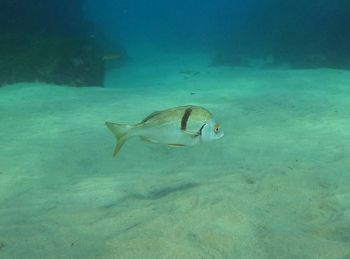 Sargo rayado (bahia de los angeles por SNIB) · iNaturalist Mexico