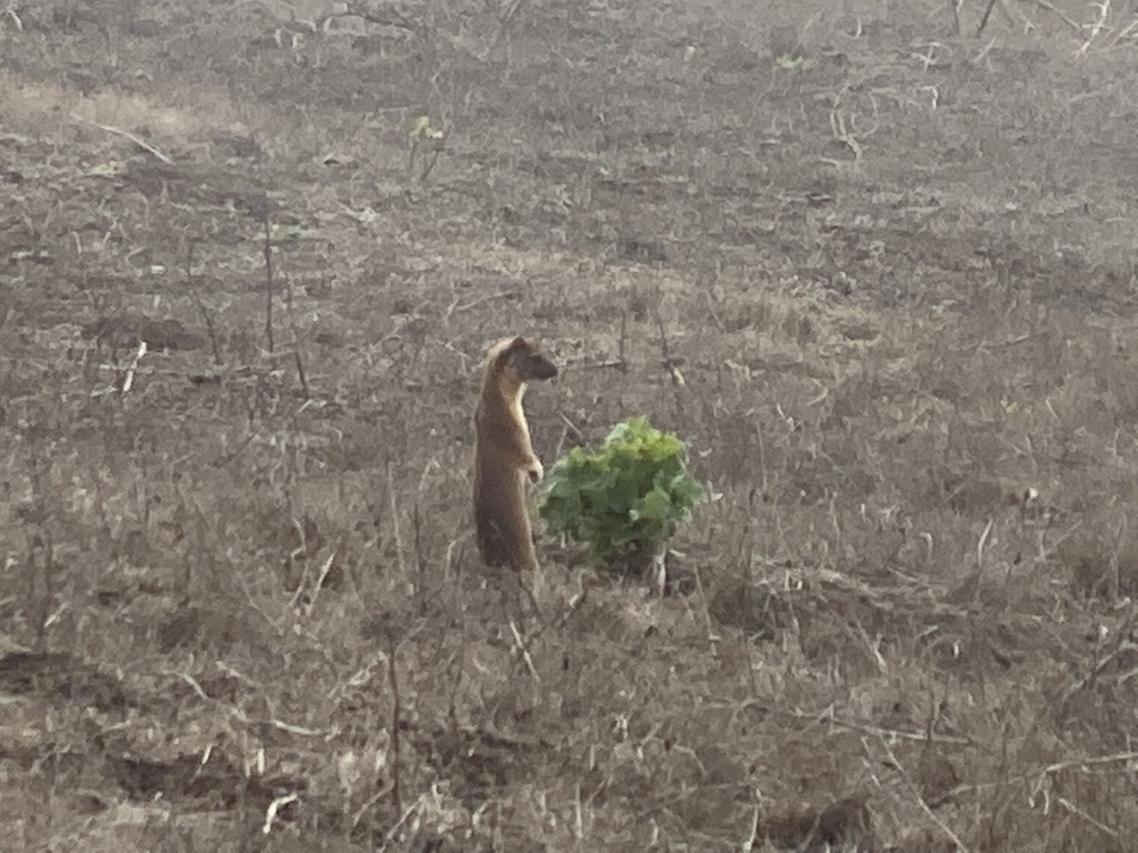 Long-tailed Weasel from Point Reyes National Seashore, Inverness, CA ...