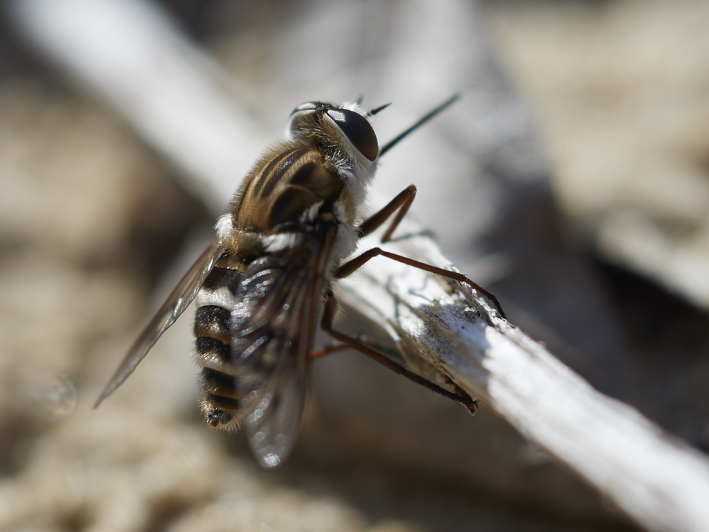 Philoliche alternans from Riet River Mouth, Eastern Cape, South Africa ...