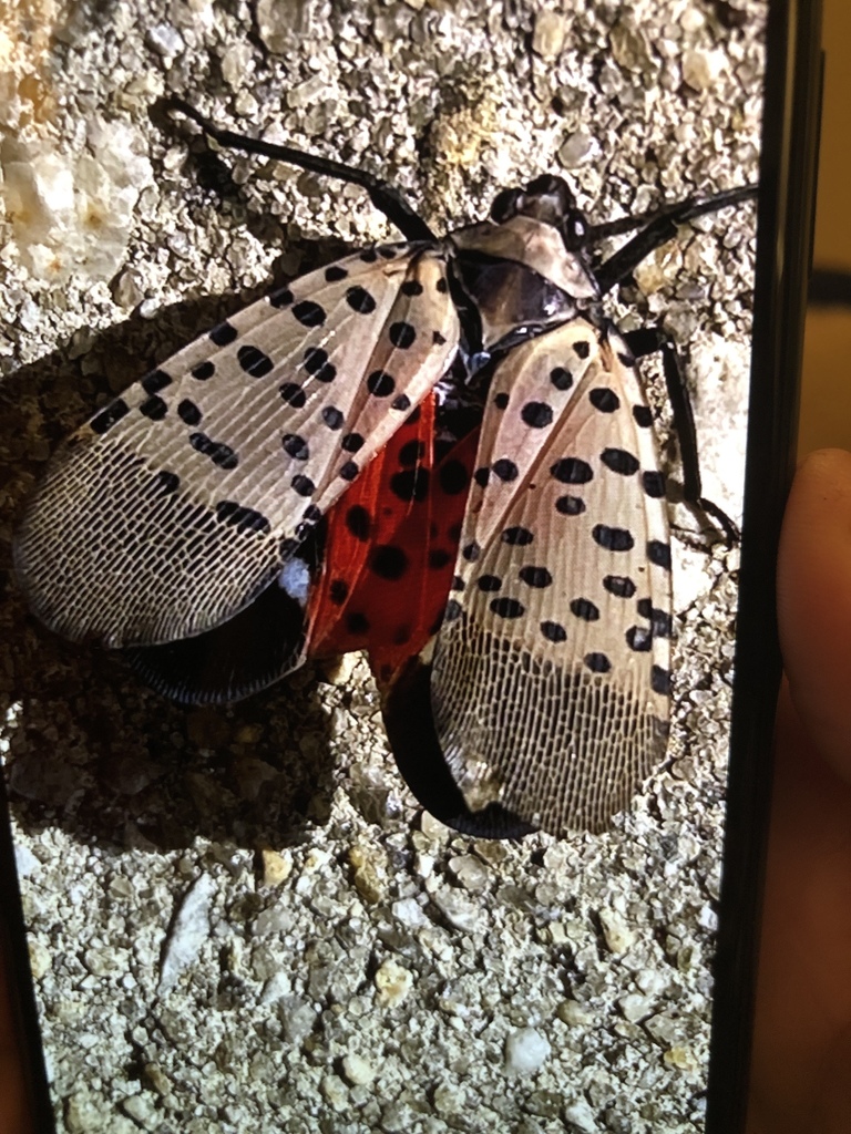 Spotted Lanternfly from Chestnut St, Philadelphia, PA, US on November 2 ...