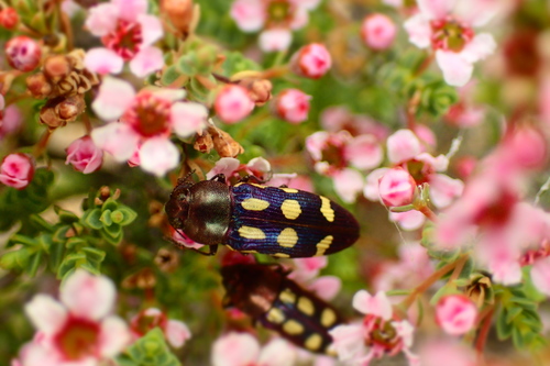 Castiarina mansueta · iNaturalist