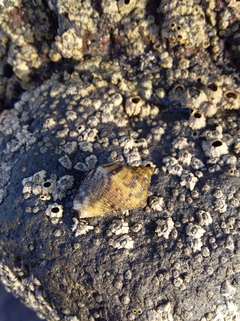 Angular Unicorn from La Libertad, El Salvador on October 30, 2020 at 07 ...