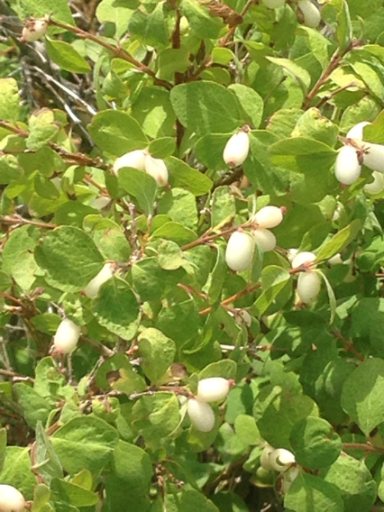 Roundleaf Snowberry (Plants of John Martin Reservoir State Park ...