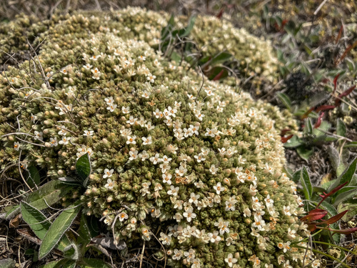 Subespecie Pimelea sericeovillosa pulvinaris · iNaturalist Chile