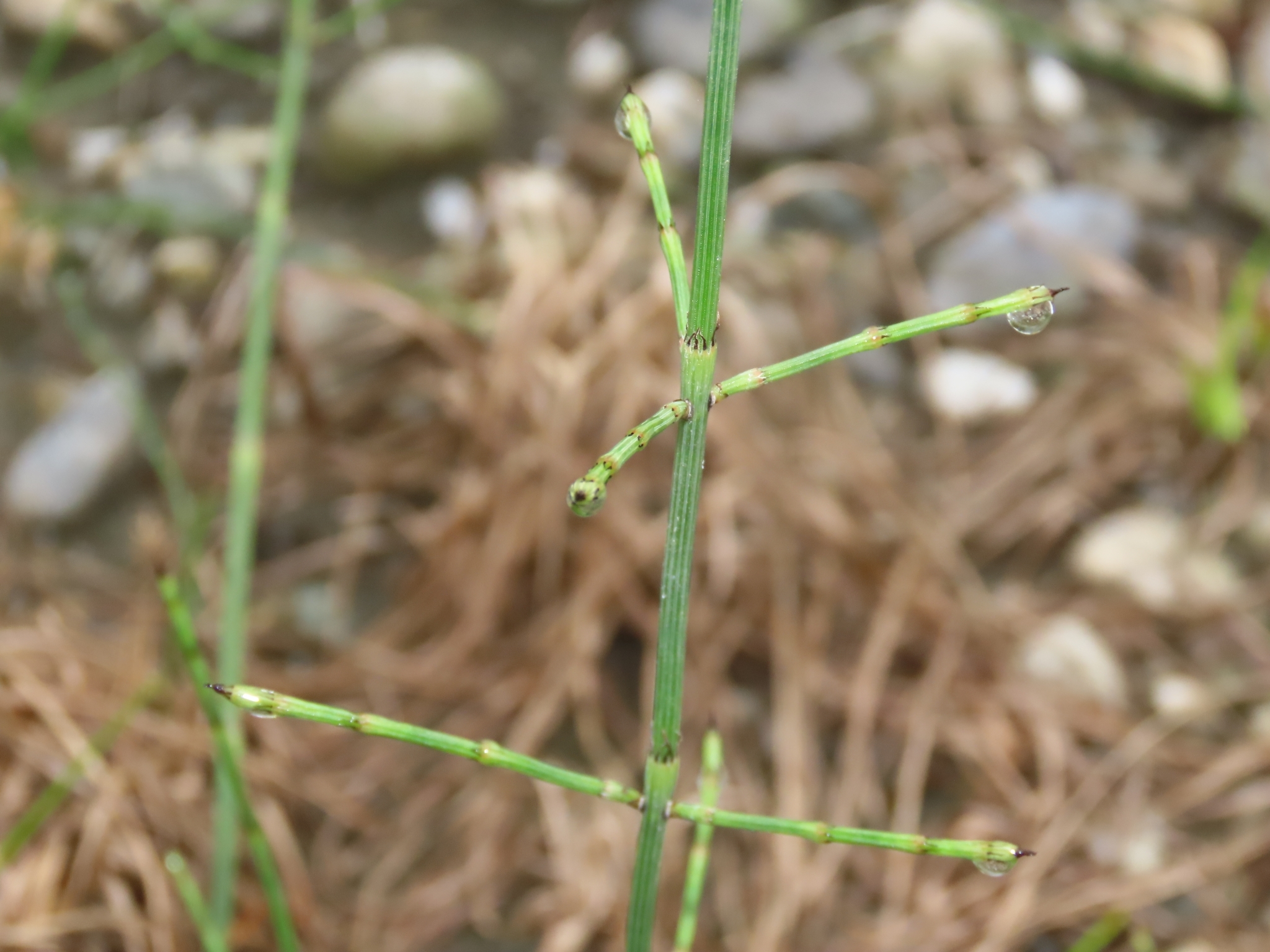 Equisetum ramosissimum subsp. debile (Roxb. ex Vaucher) Hauke