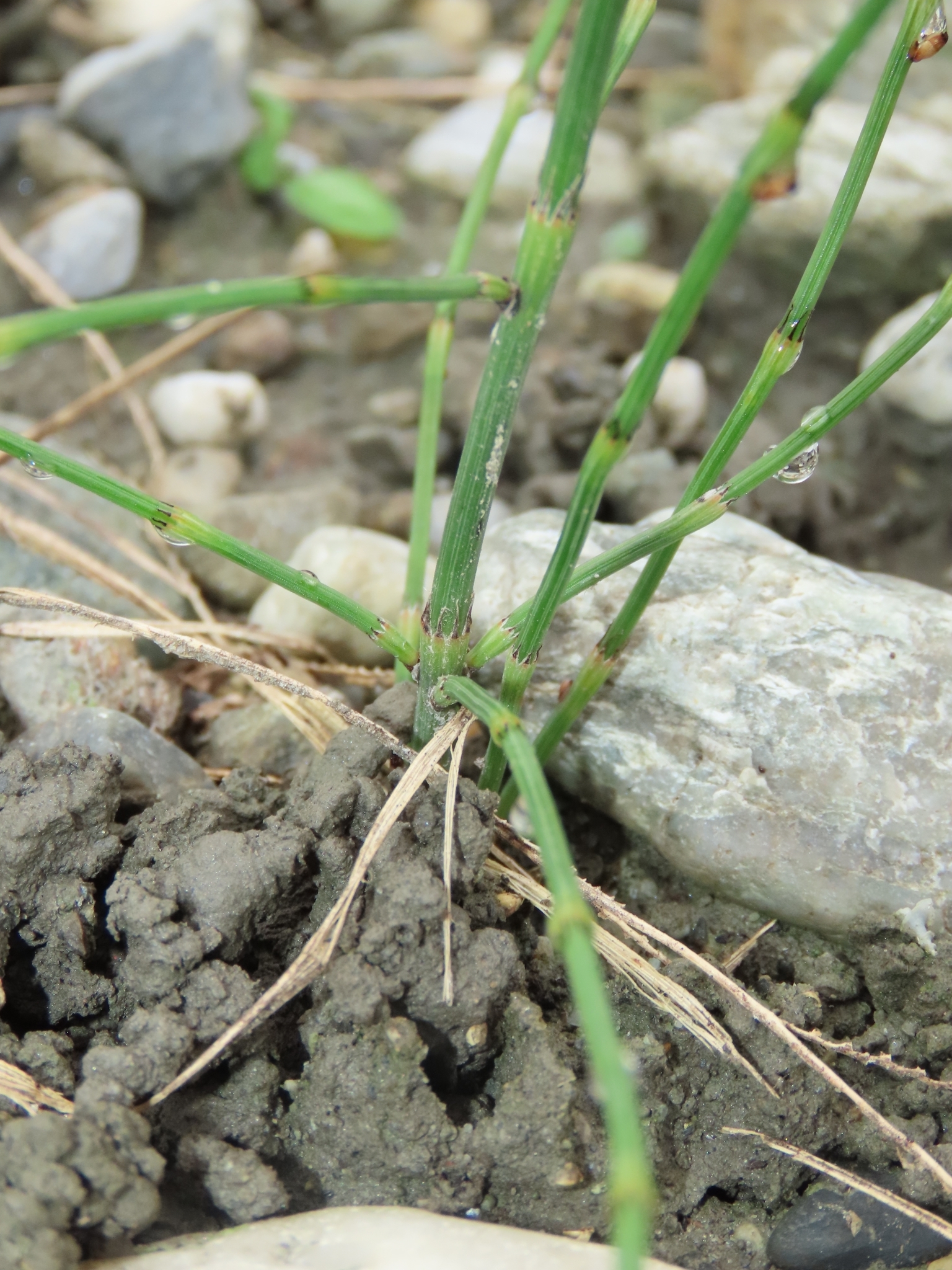 Equisetum ramosissimum subsp. debile (Roxb. ex Vaucher) Hauke