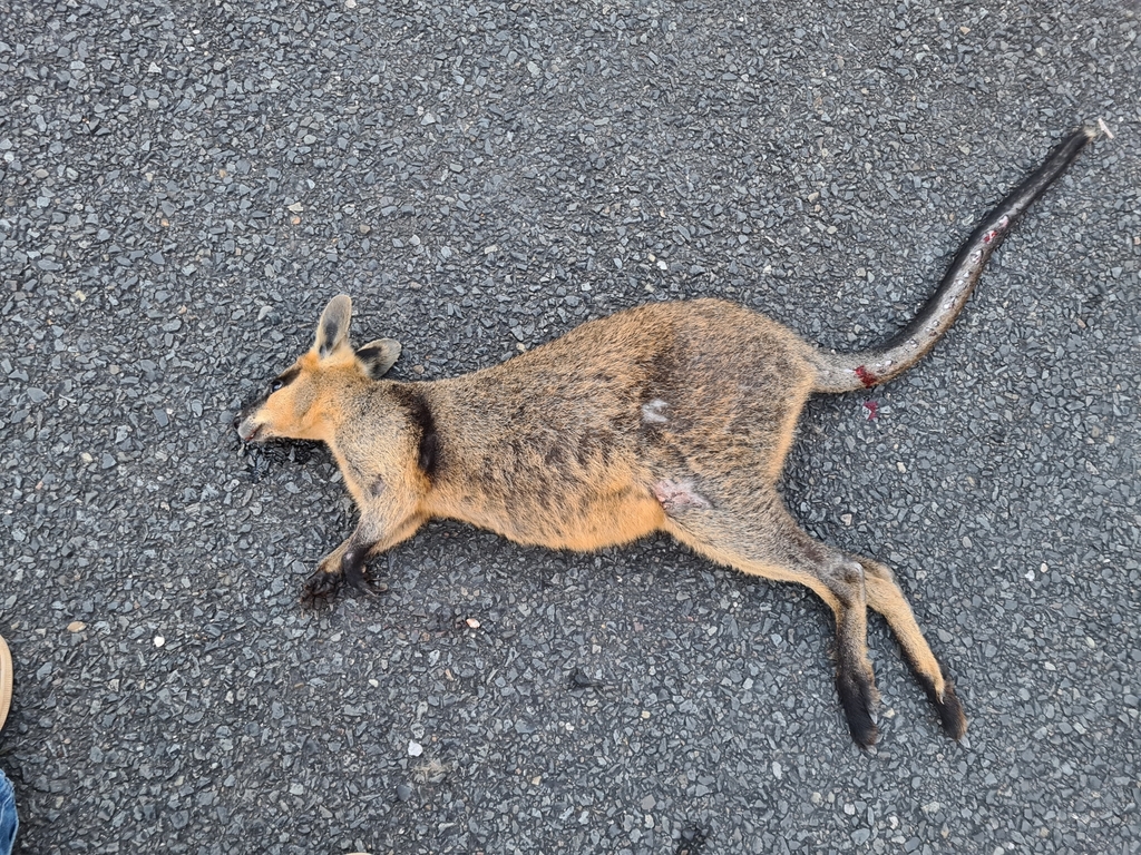 Swamp Wallaby from Enterprise Road on November 6, 2020 at 07:32 PM by ...