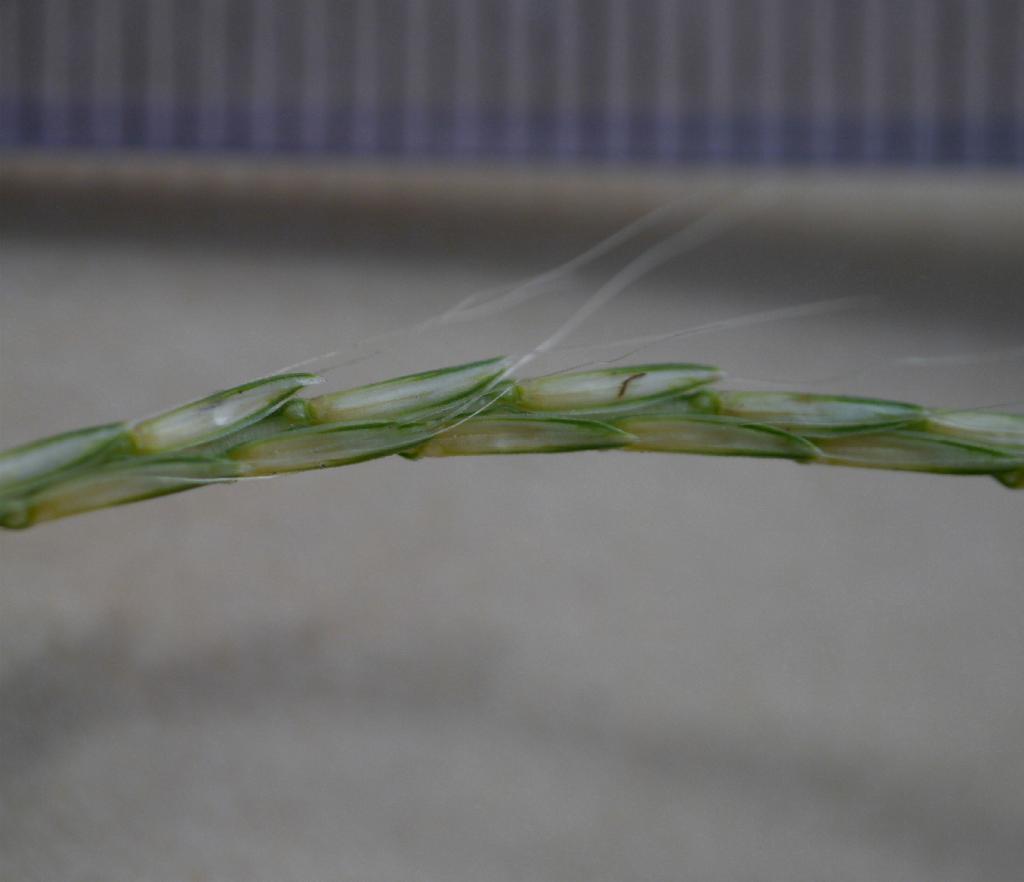 (Dimeria ornithopoda) - Botanical Realm