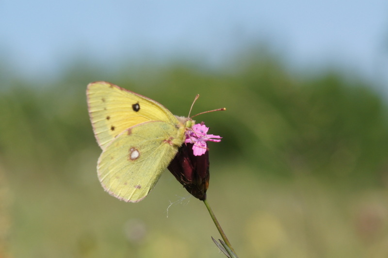 Lesser Clouded Yellow from Veszprém, Veszprém, Hungary on May 23, 2011 ...