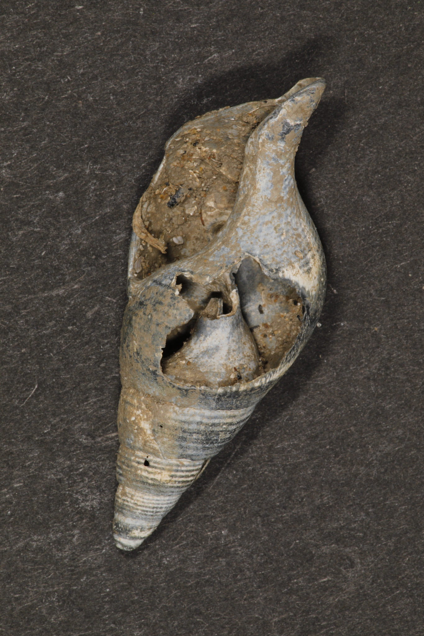 Colus gracilis (da Costa, 1778)