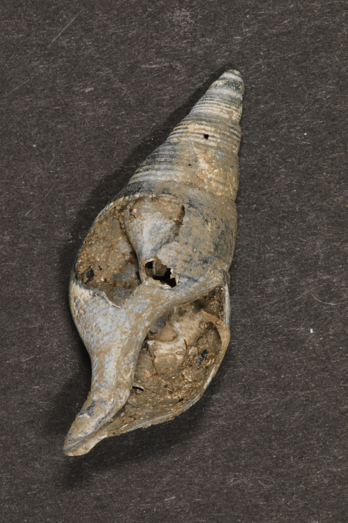 Colus gracilis (da Costa, 1778)