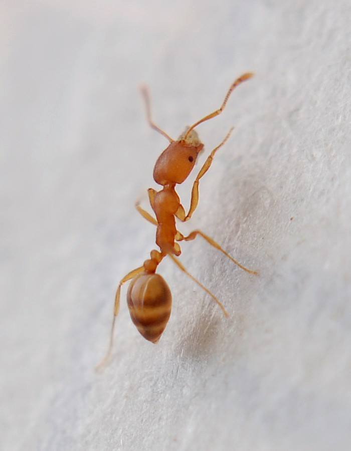 Formigas Amarelas