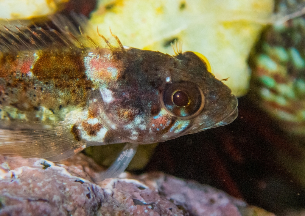 bluntnose klipfish (Clinus cottoides) - Marine Life Identification