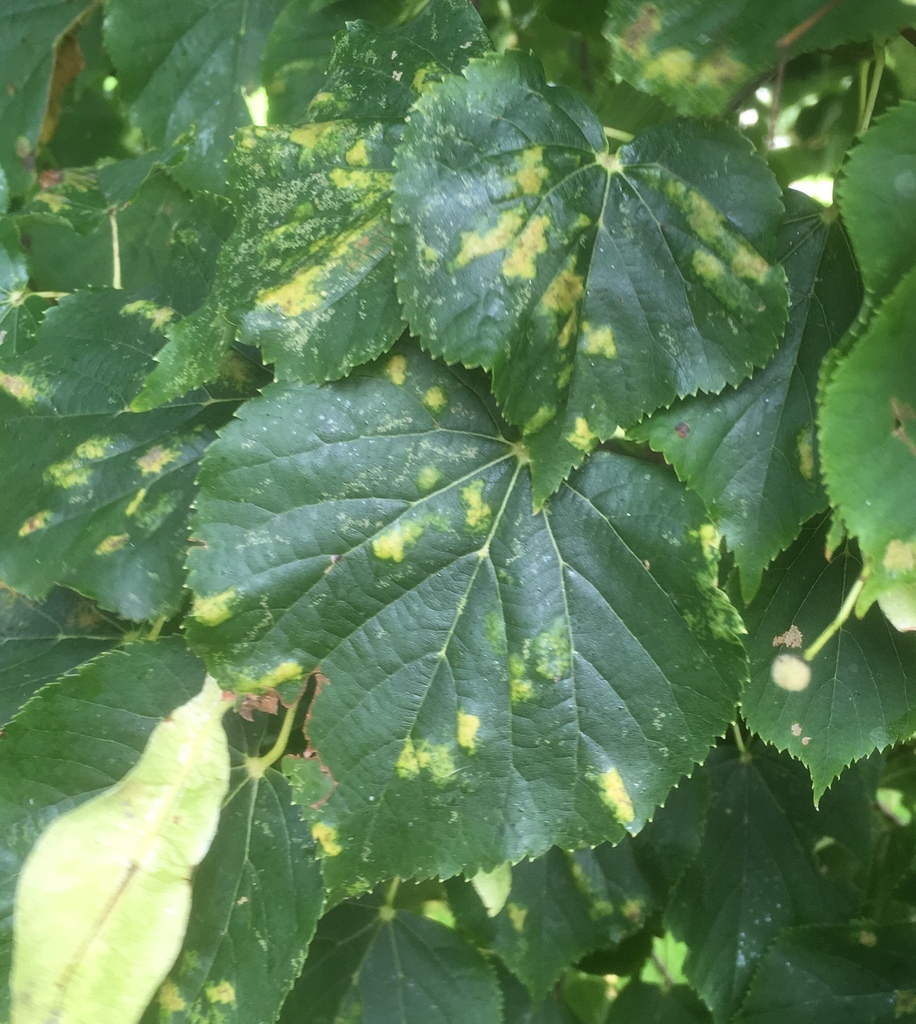 Lime Felt Gall Mite from University of Nottingham, Nottingham, England ...