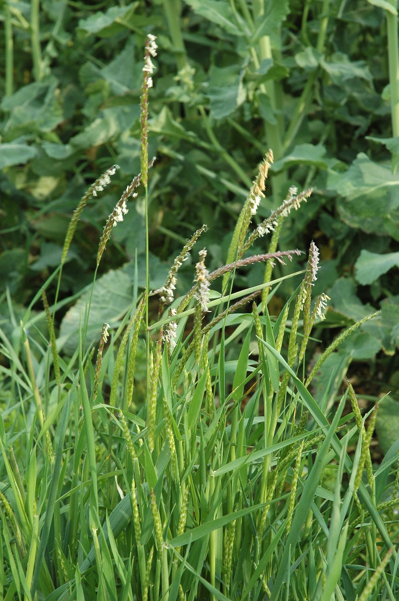 Alopecurus Myosuroides