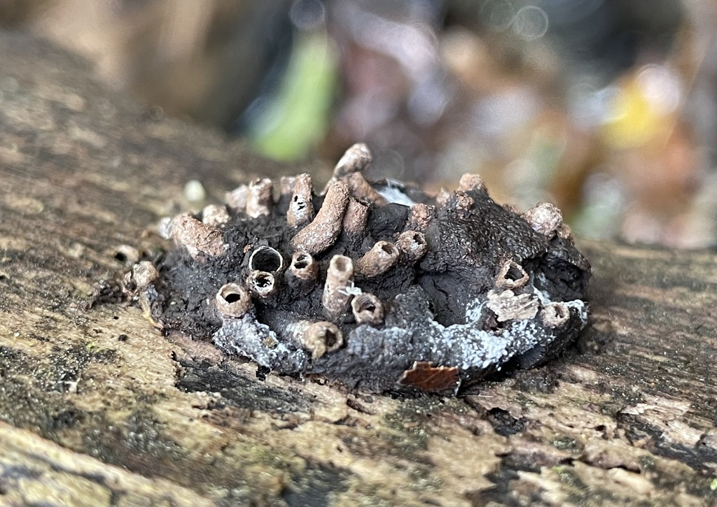 true slime molds from Athens, GA, US on November 01, 2020 at 01:33 PM ...