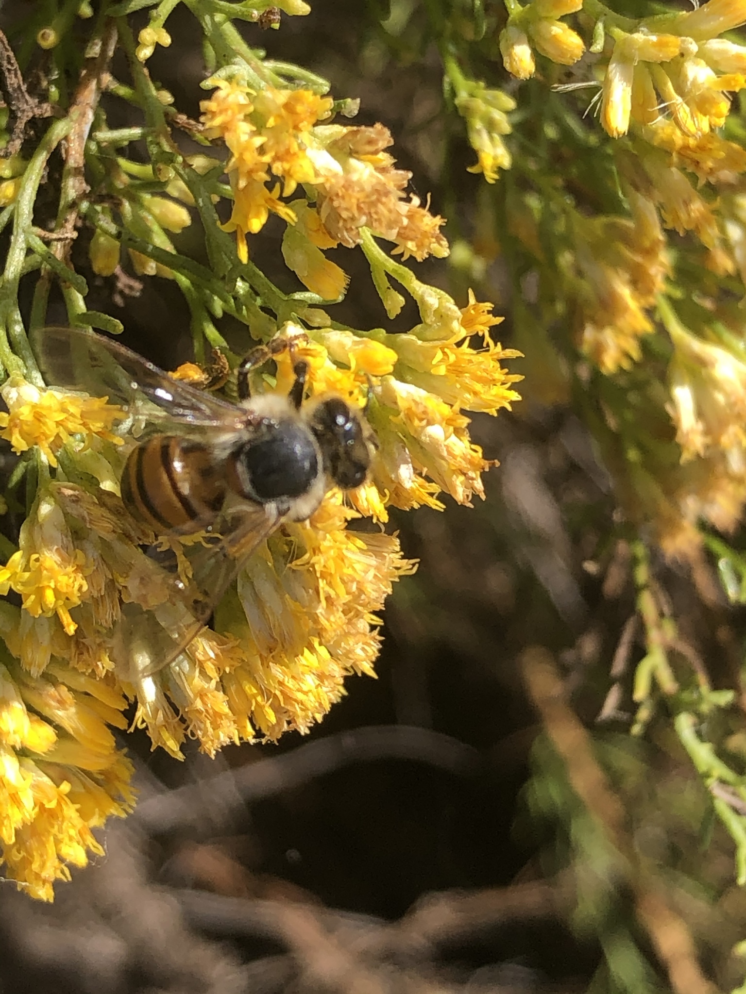 Gundlachia diffusa (Benth.) Urbatsch & R.P.Roberts