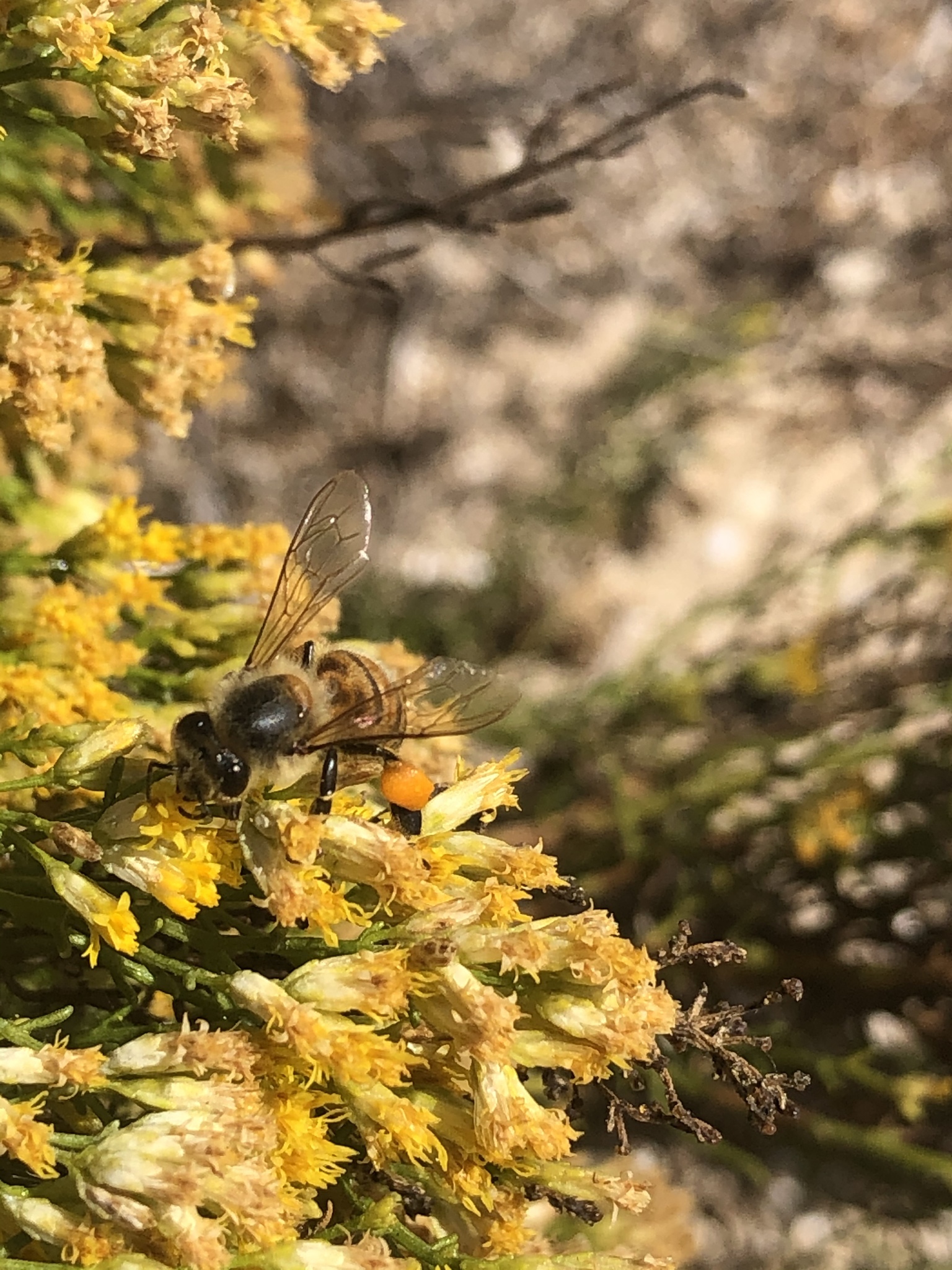 Gundlachia diffusa (Benth.) Urbatsch & R.P.Roberts